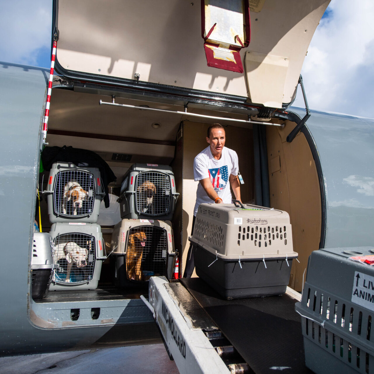 How The Sato Project is Saving Thousands of Dogs! - — EWC